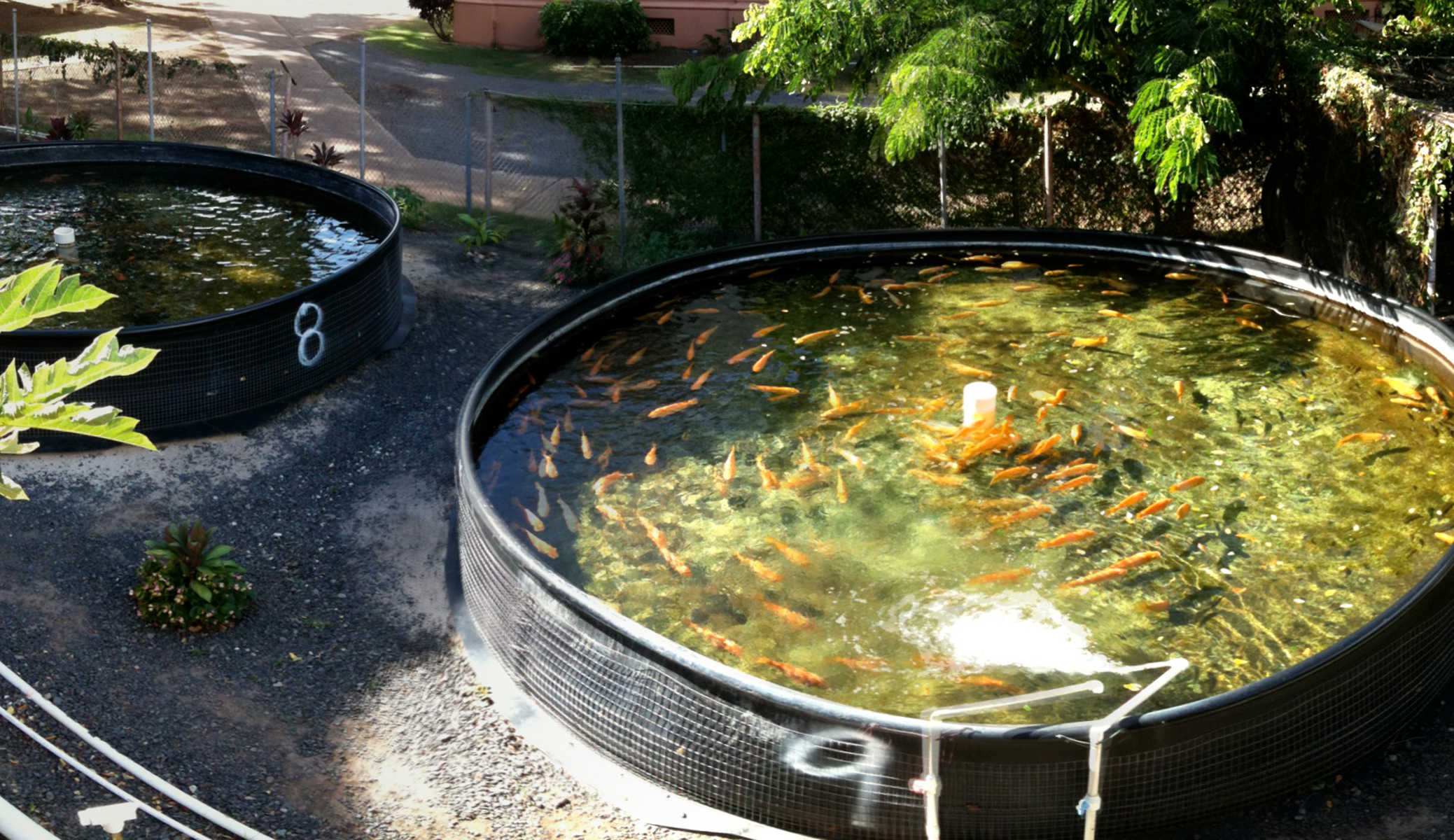 Backyard Fish Farming – Mother Earth News